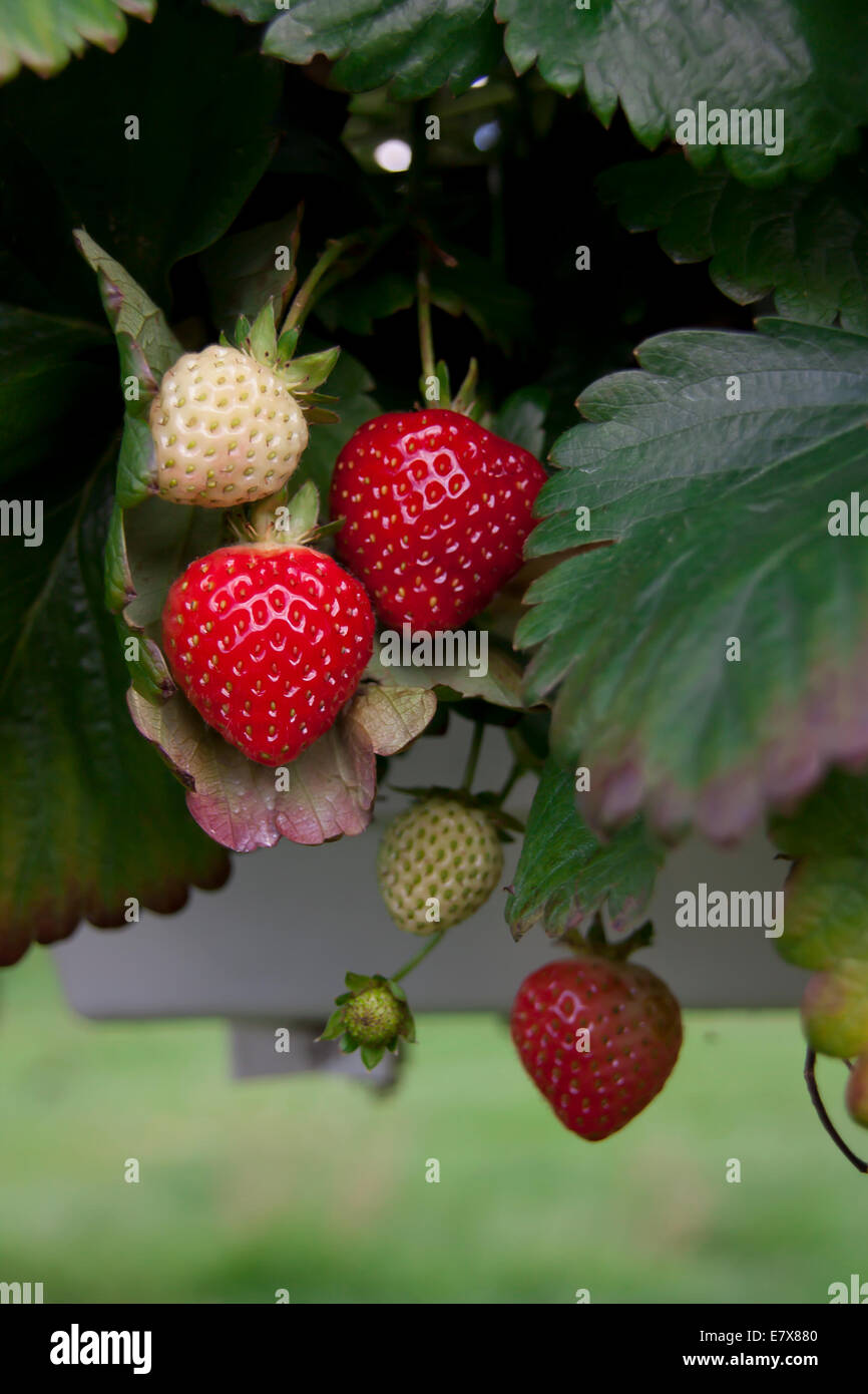 strawberries in the fruit garden Stock Photo - Alamy