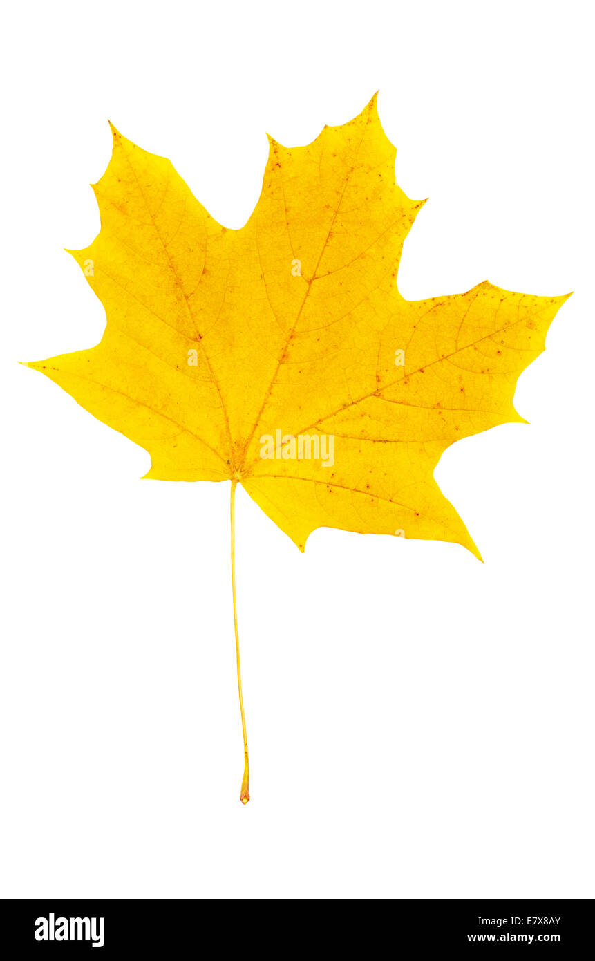 Canada maple leaf one Cut Out Stock Images & Pictures - Alamy