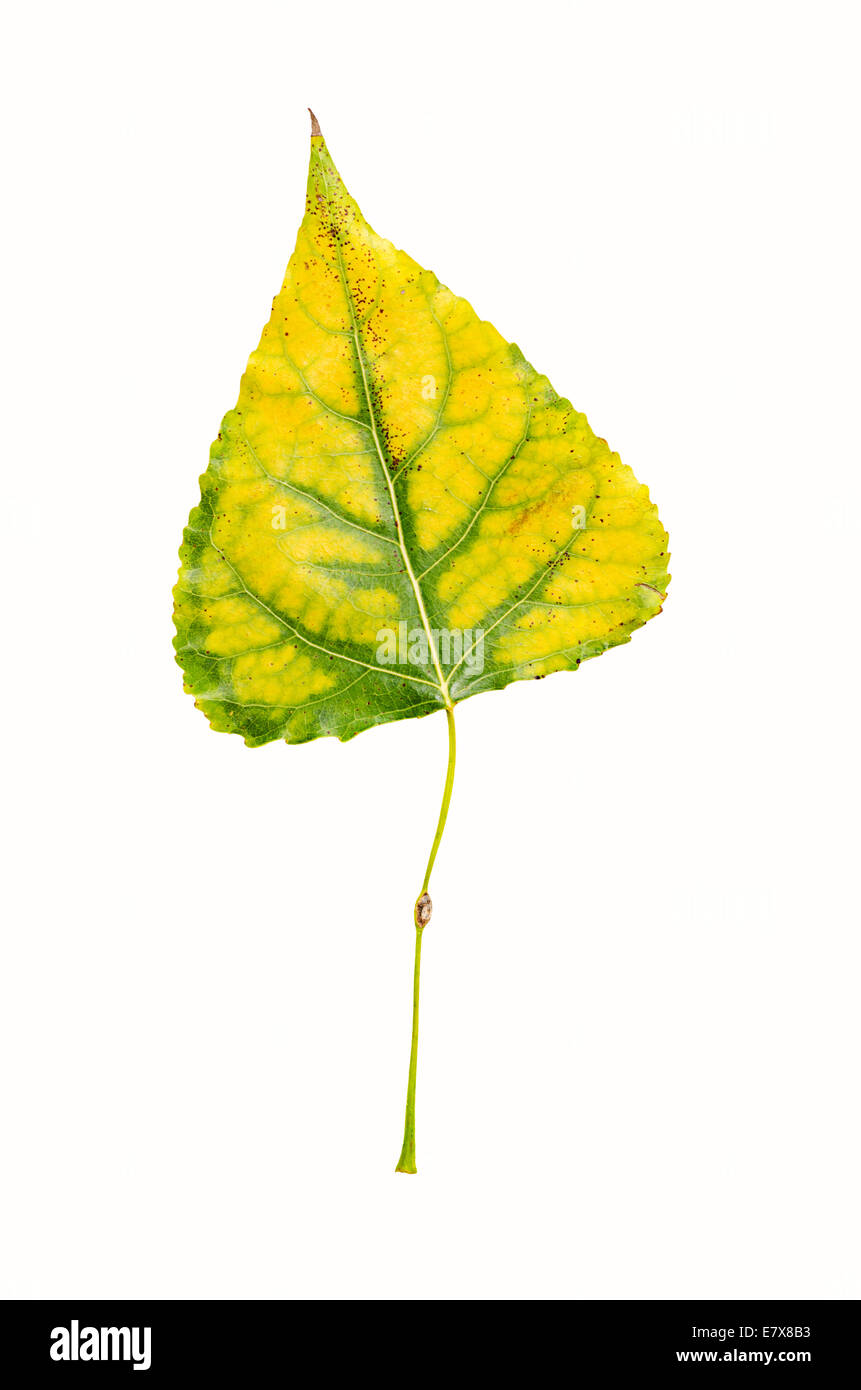 Poplar leaf hi-res stock photography and images - Alamy