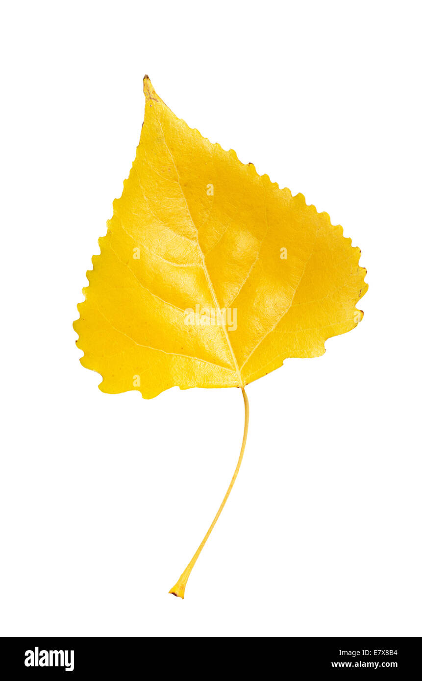 One poplar leaf Cut Out Stock Images & Pictures - Alamy