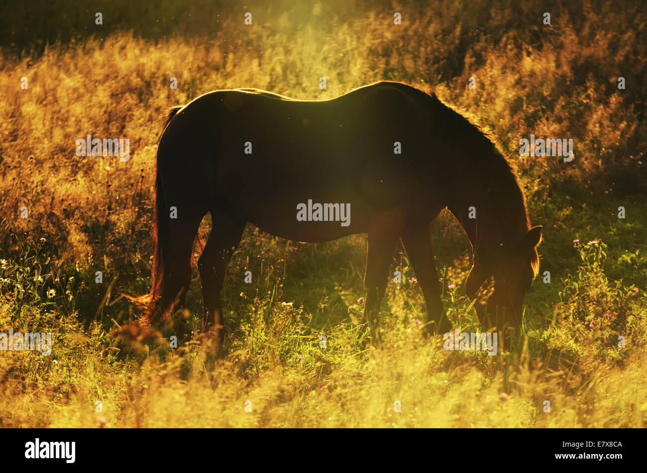 Magic bay horse hi-res stock photography and images - Alamy