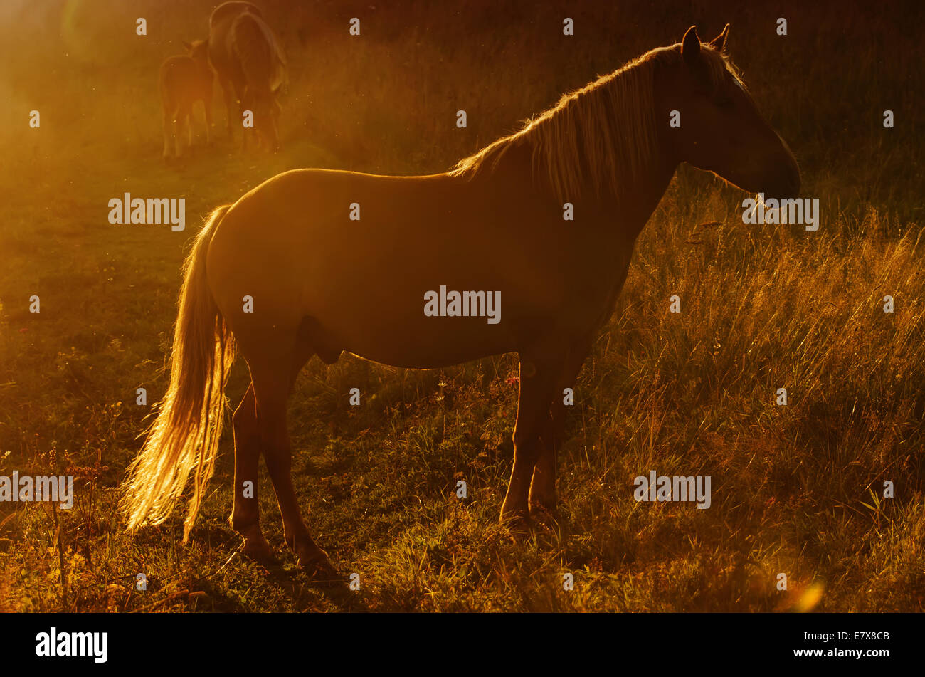 Magic bay horse hi-res stock photography and images - Alamy