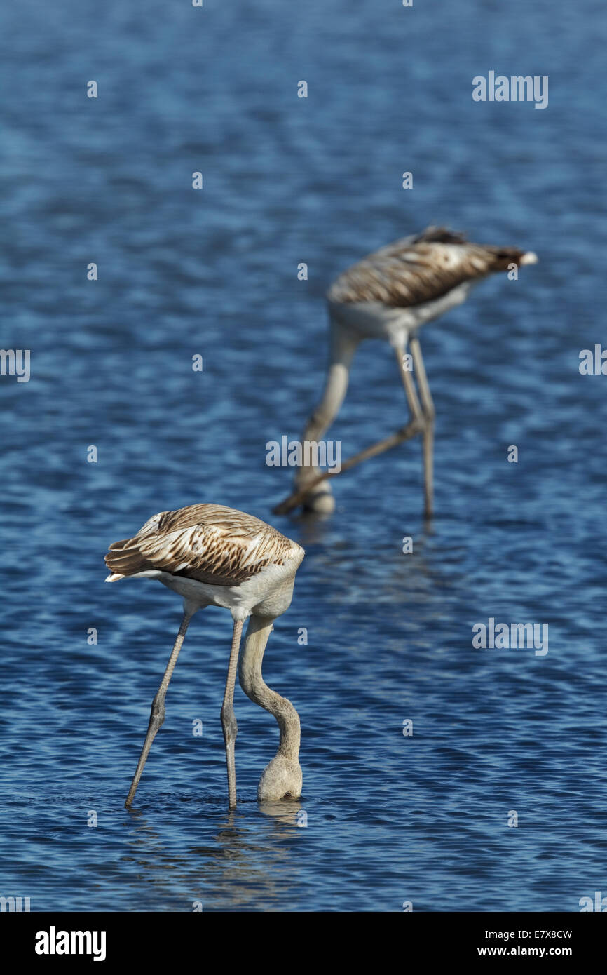 Ria formosa algarve flamingo hi-res stock photography and images - Alamy