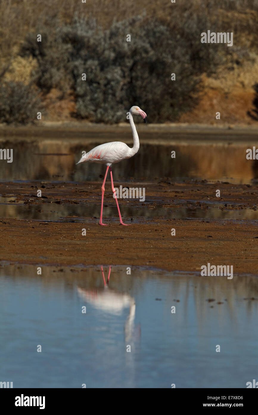 Ria formosa algarve flamingo hi-res stock photography and images - Alamy