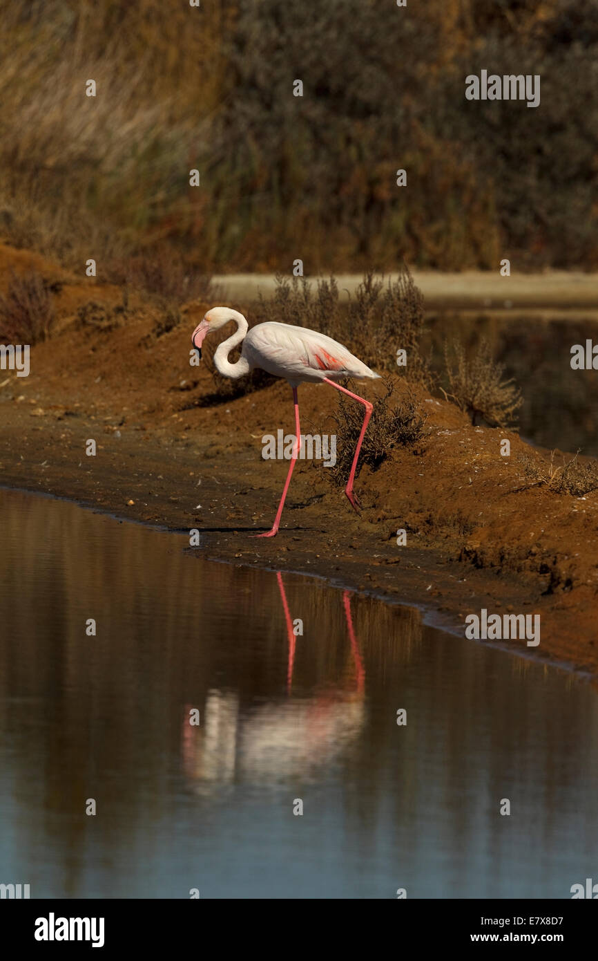 Ria formosa algarve flamingo hi-res stock photography and images - Alamy