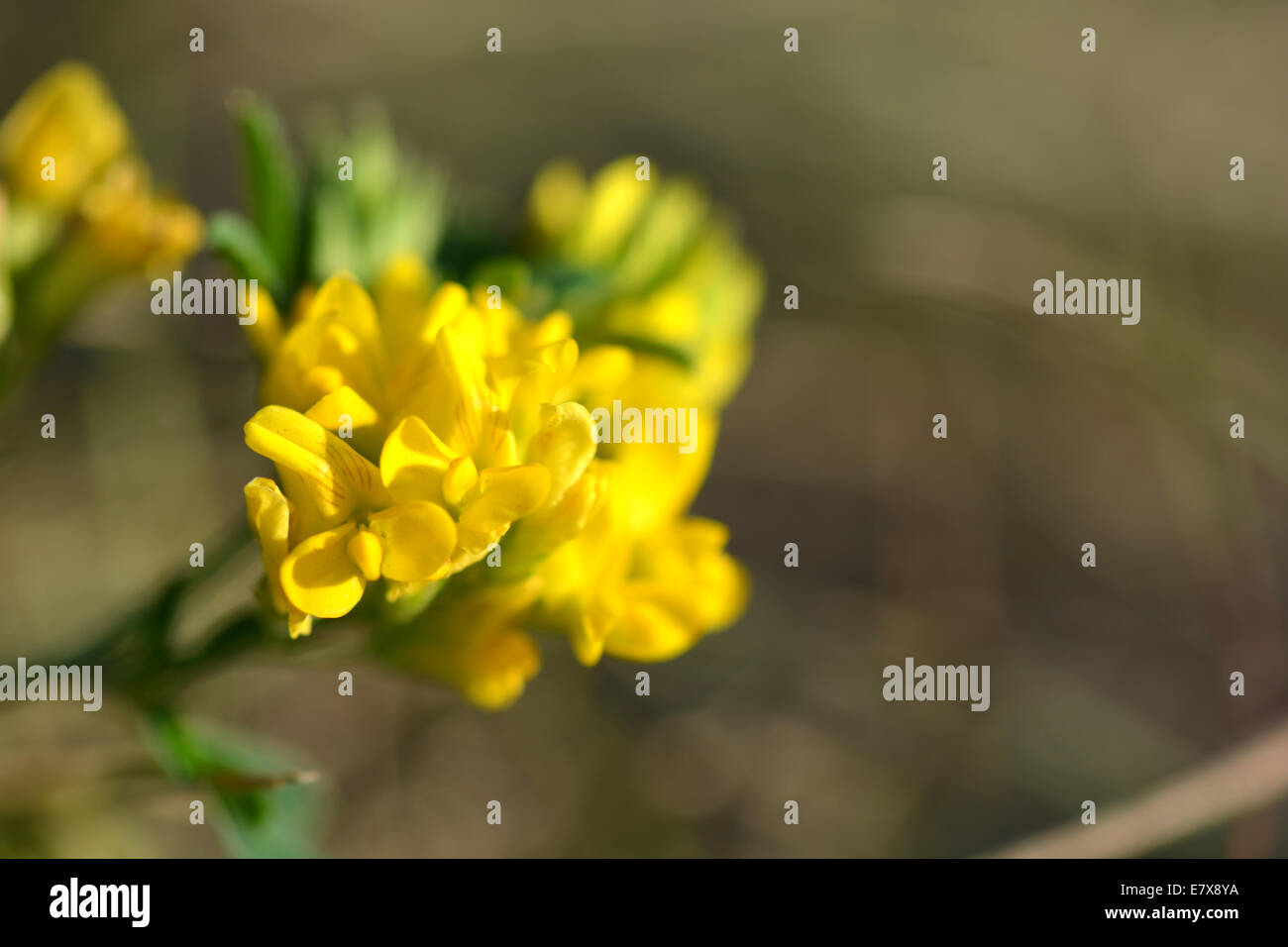 Spring background with beautiful yellow flowers, macro Stock Photo - Alamy