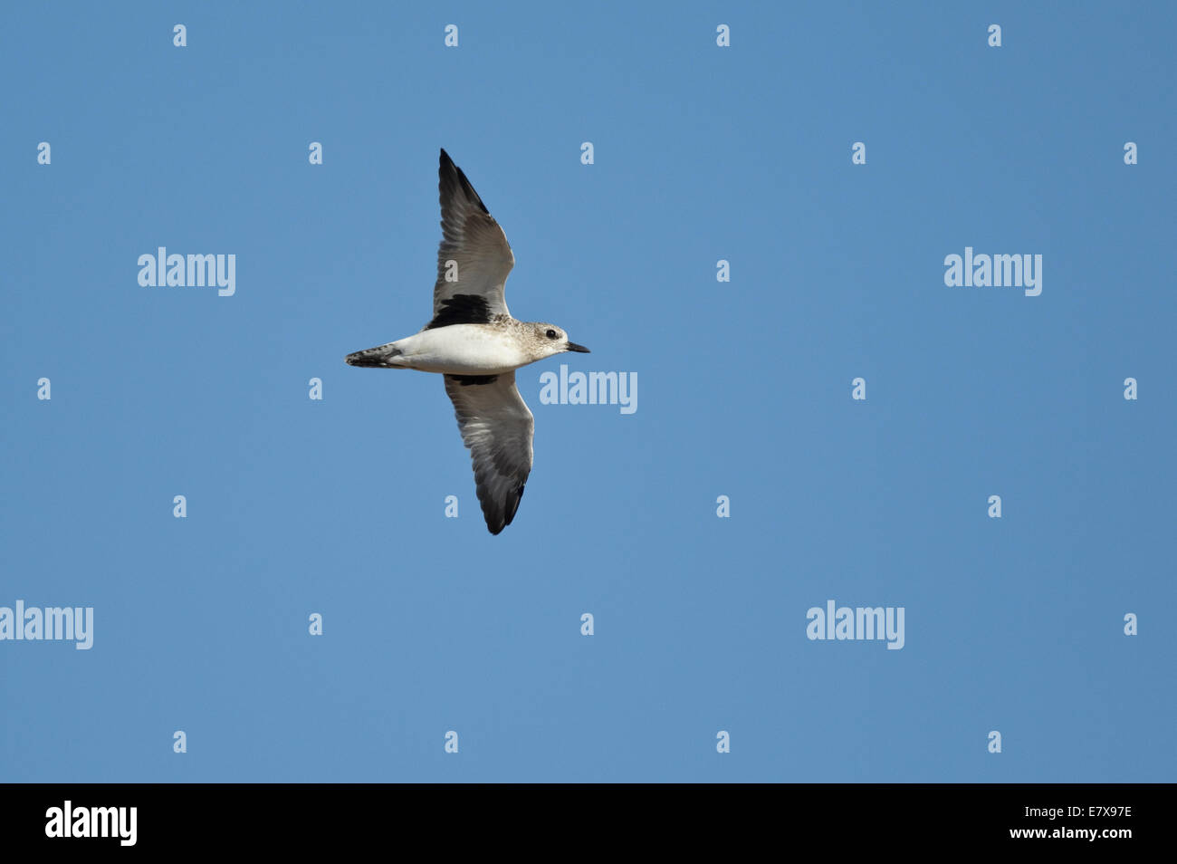 Grey Plover (Pluvialis squatarola) in flight Stock Photo - Alamy