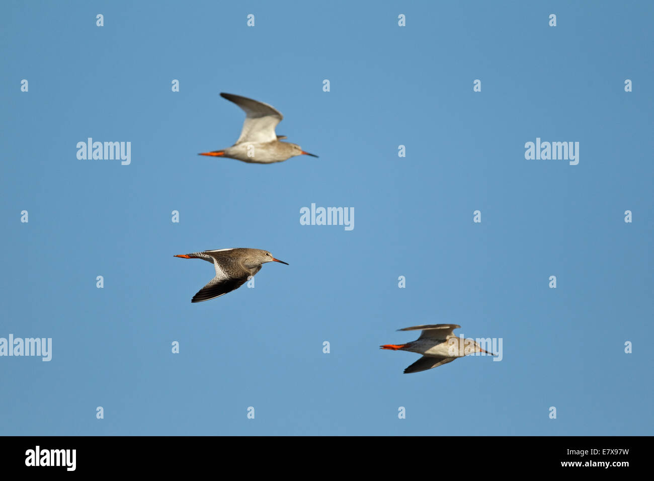 Common Redshank (Tringa totanus) in flight Stock Photo - Alamy