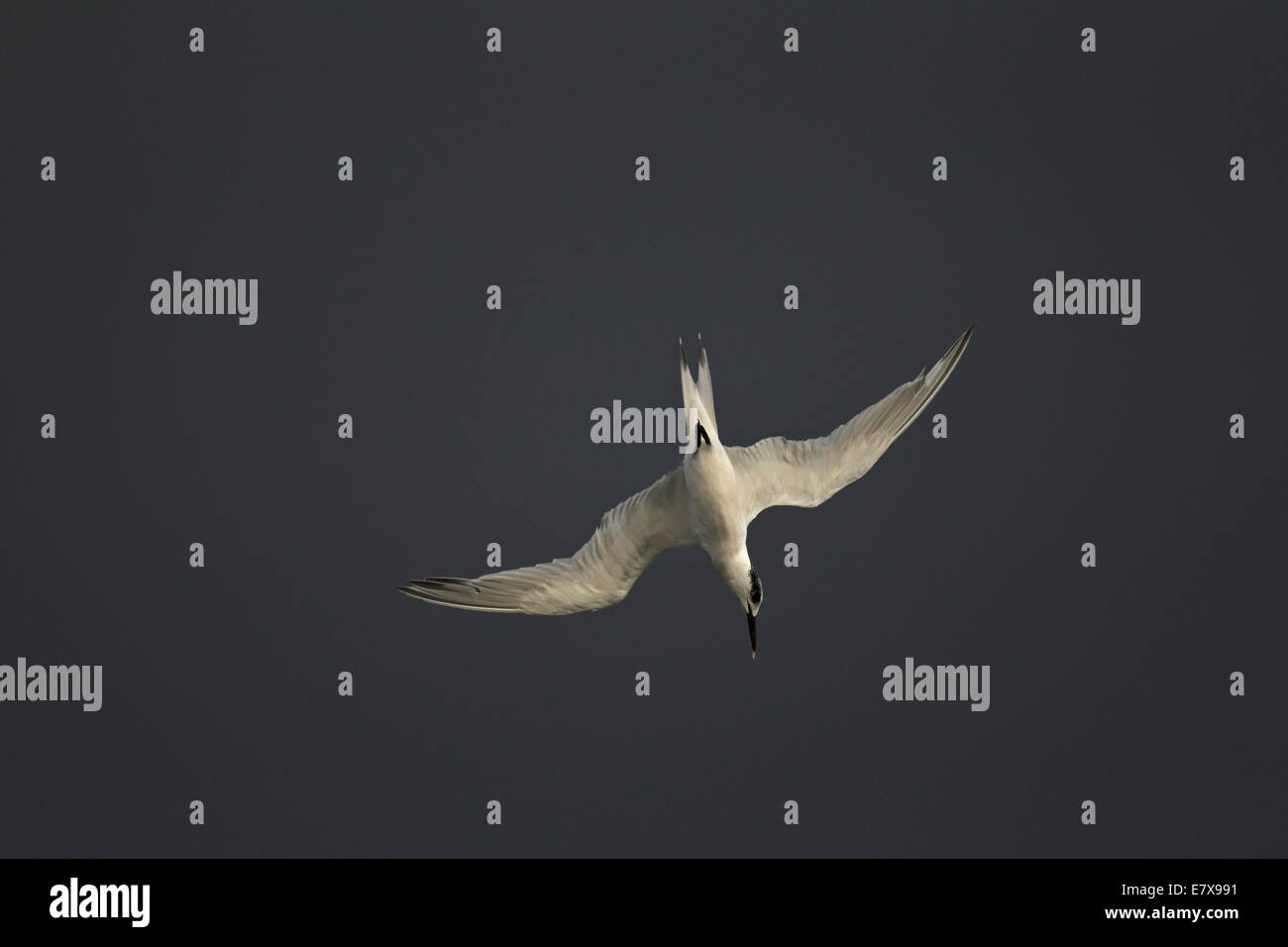 Sandwich Tern (Sterna sandvicensis) in flight in sunlight in front of ...