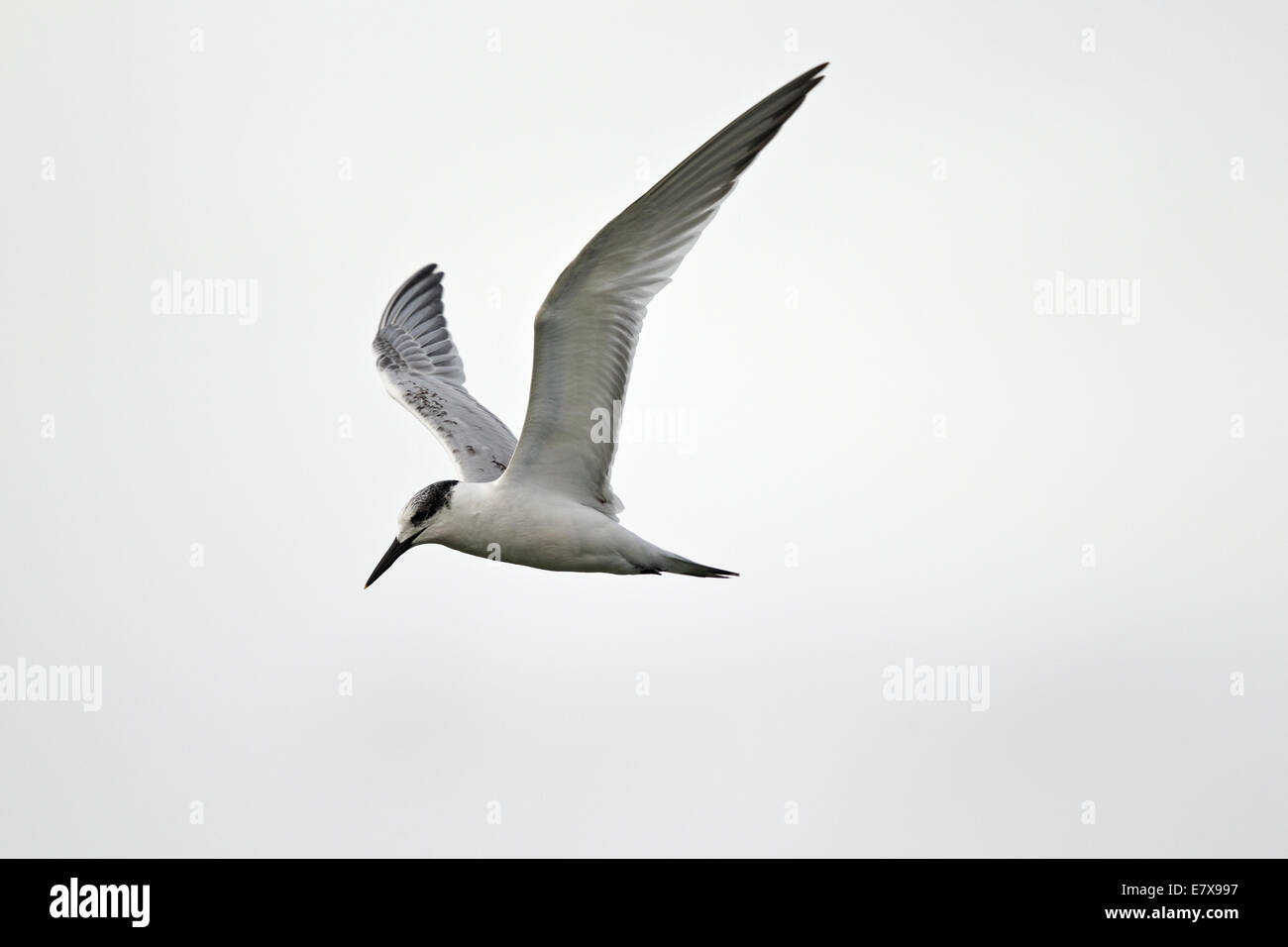 Sandwich Tern (Sterna sandvicensis) in flight, Sandwich Terns Stock ...