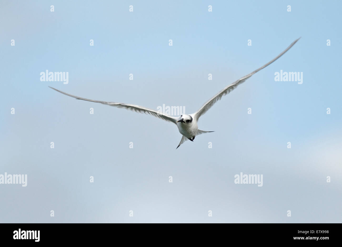 Sandwich Tern (Sterna sandvicensis) in flight, Sandwich Terns Stock ...