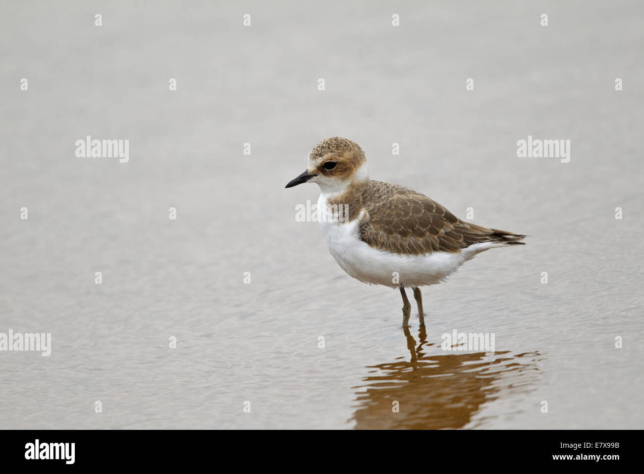 Kentish Plover (Charadrius alexandrinus Stock Photo - Alamy