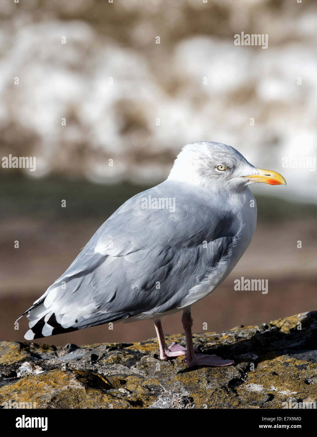 Lesser Black Backed Gull perched on a rock Stock Photo - Alamy