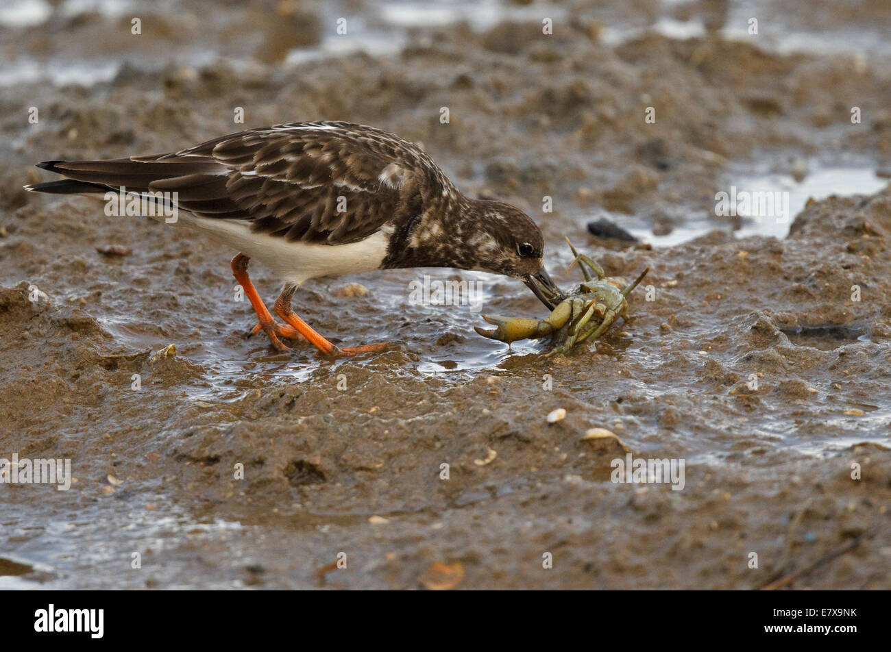 Arenaria Interpres Eating High Resolution Stock Photography and Images ...