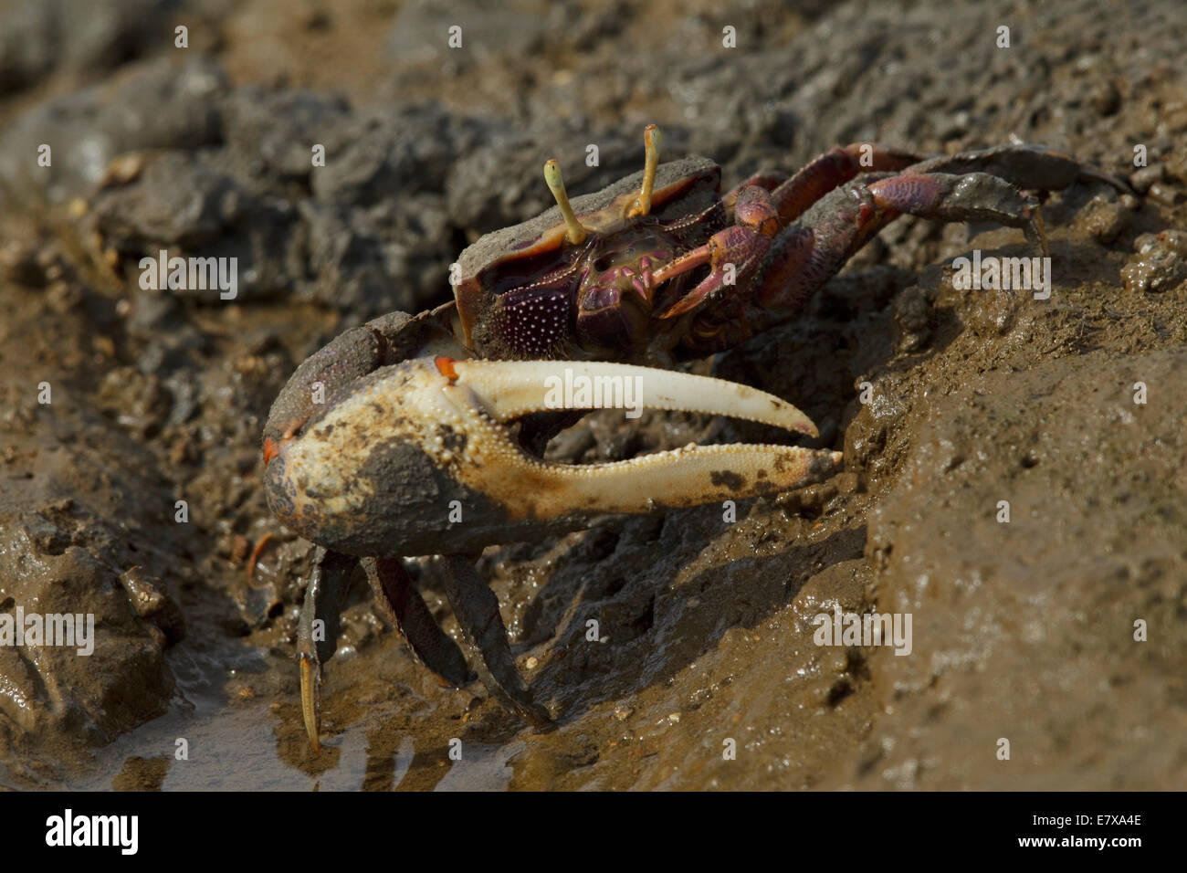Fiddler crab uca tangeri male hi-res stock photography and images - Alamy