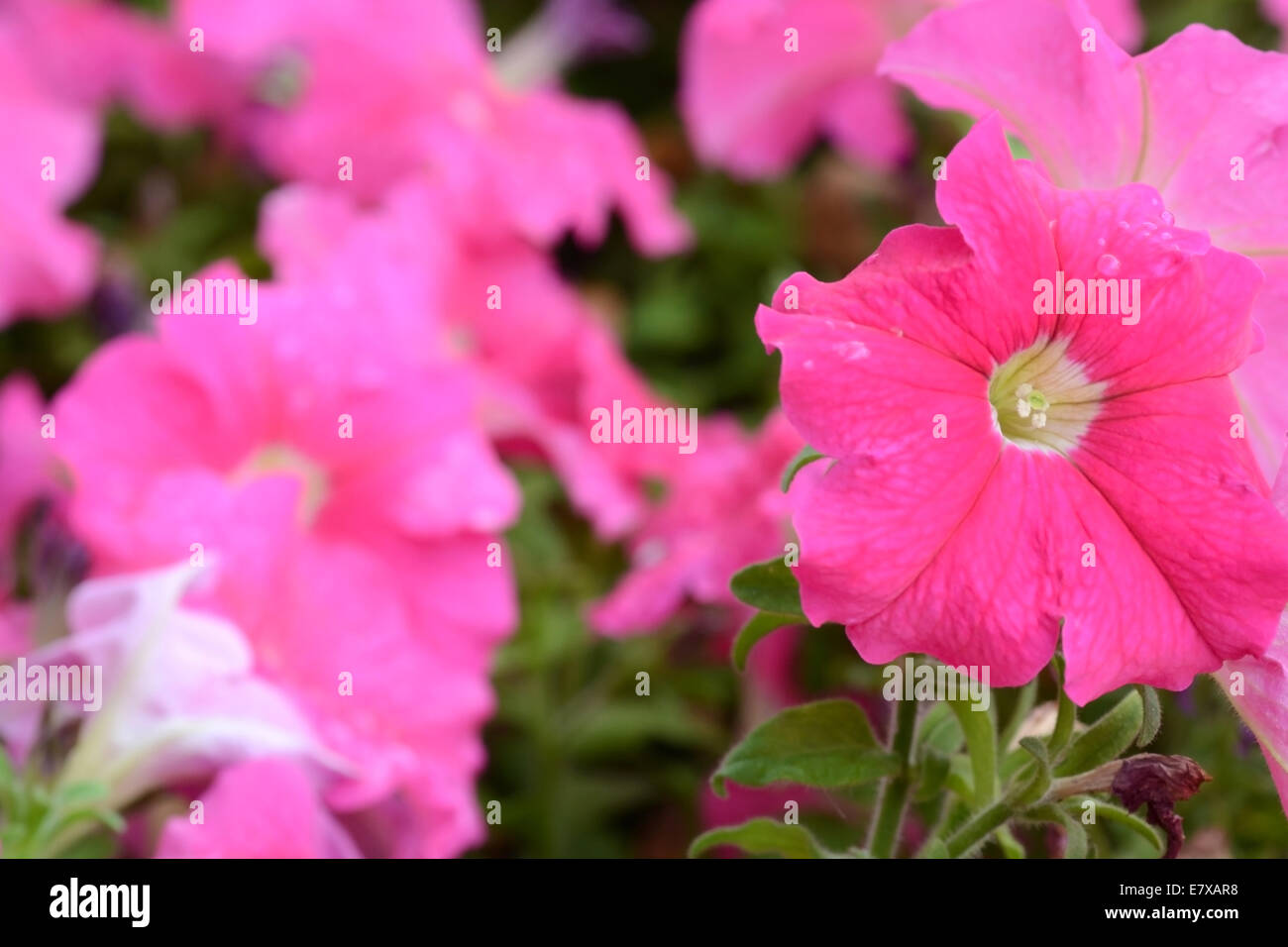 Flower pink background hi-res stock photography and images - Alamy