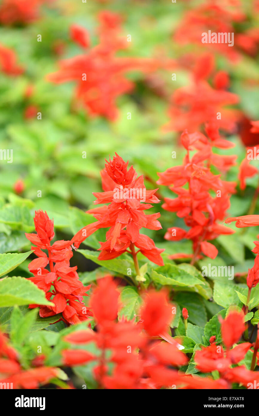Beautiful background with summer red flowers Stock Photo - Alamy