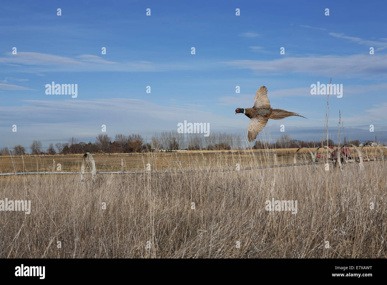 Ring-necked pheasant flying over field in fall Stock Photo - Alamy