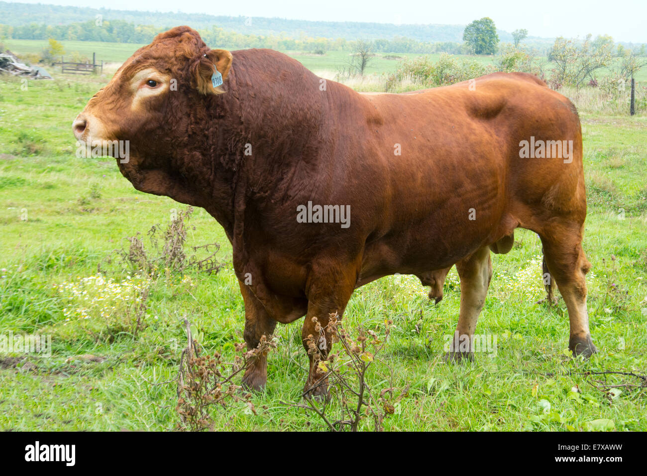 A majestic bull on Manitoulin Island Stock Photo - Alamy
