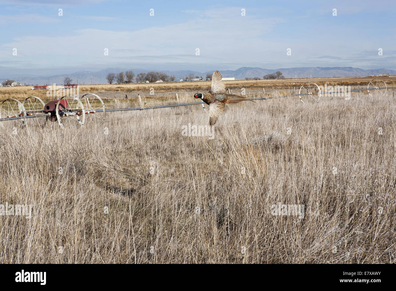 Ring-necked pheasant flying over field in fall Stock Photo - Alamy