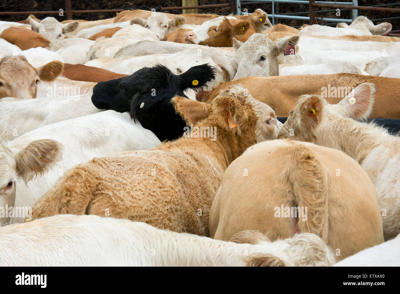 Cattle auction hi-res stock photography and images - Alamy