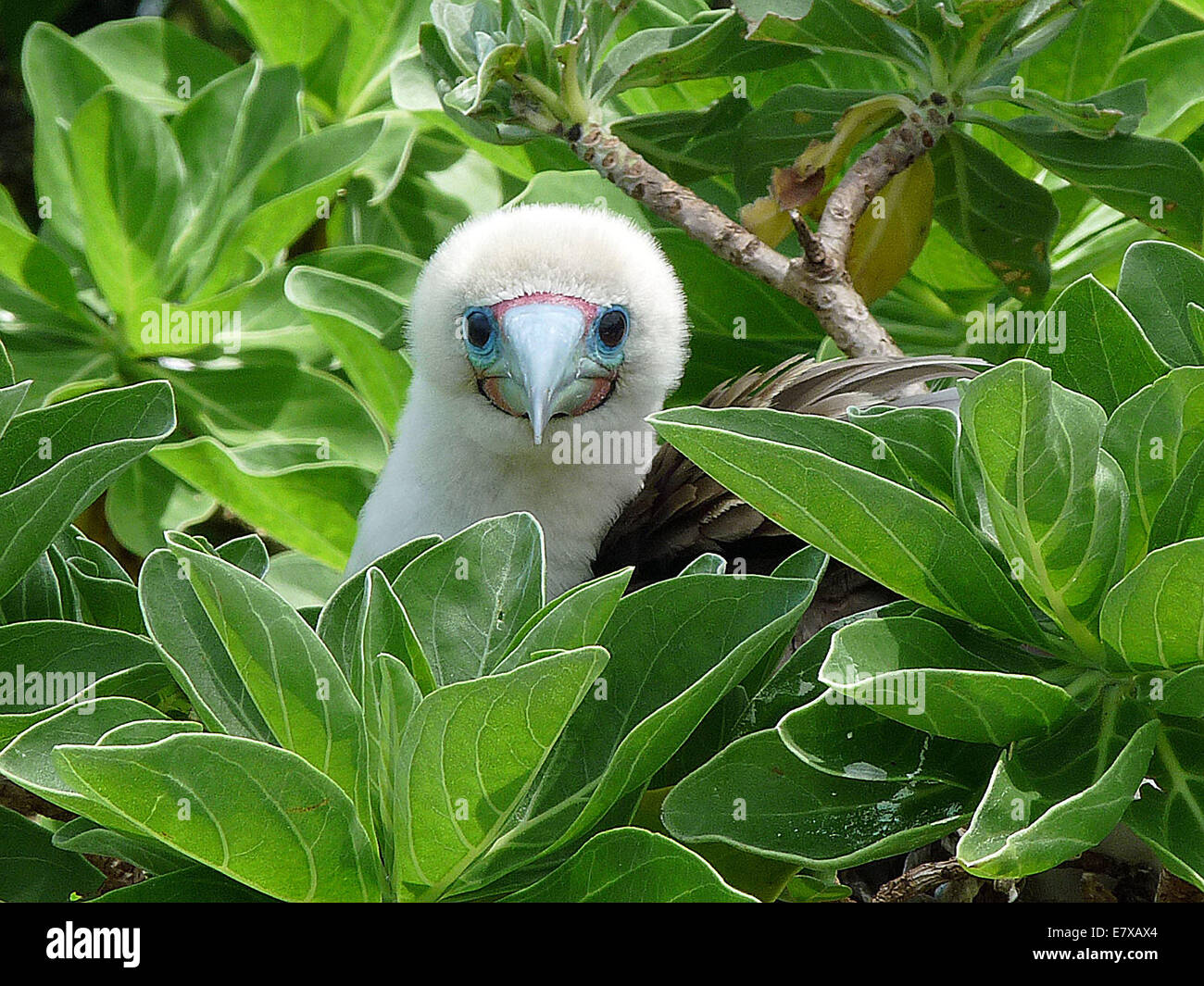 Red-footed Booby peaking out from a bush at Palmyra Atoll National ...