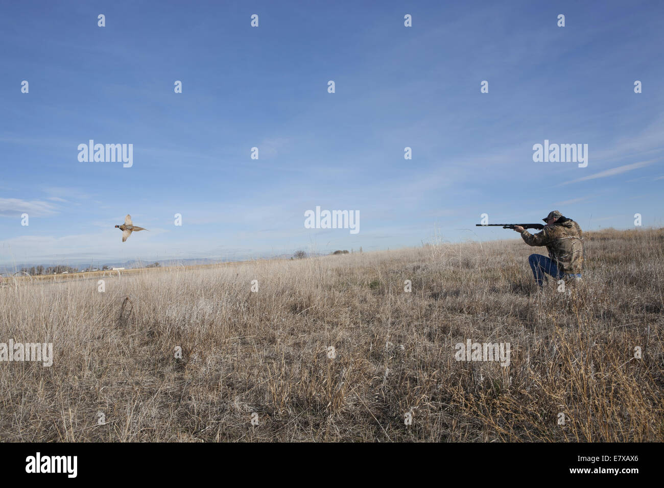 Man in field hunting ring-necked pheasant with shot gun Stock Photo - Alamy