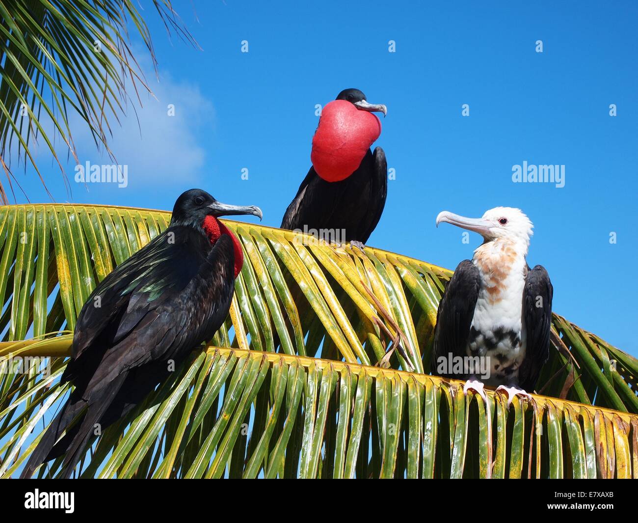 Great frigate birds on a palm frond on the Pacific Remote Islands ...