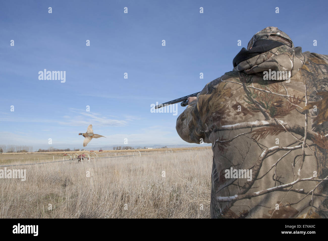 Man in field hunting ring-necked pheasant with shot gun Stock Photo - Alamy