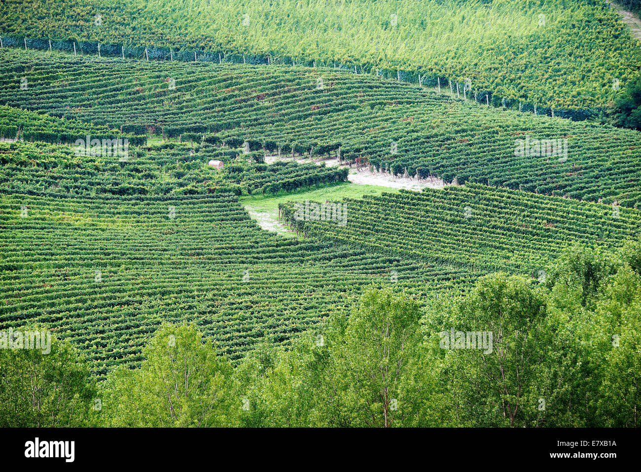 Italy,Vineyard Landscape of Piedmont: Langhe-Roero and Monferrato ...