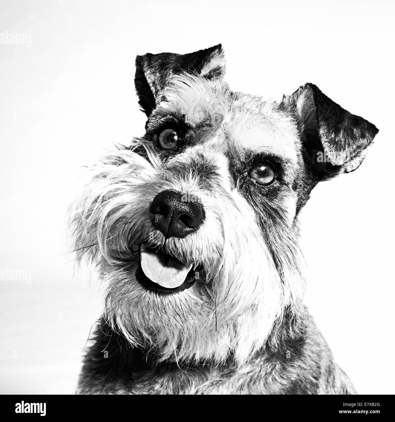 Miniature Schnauzer, this breed of small dog of the Schnauzer type that ...