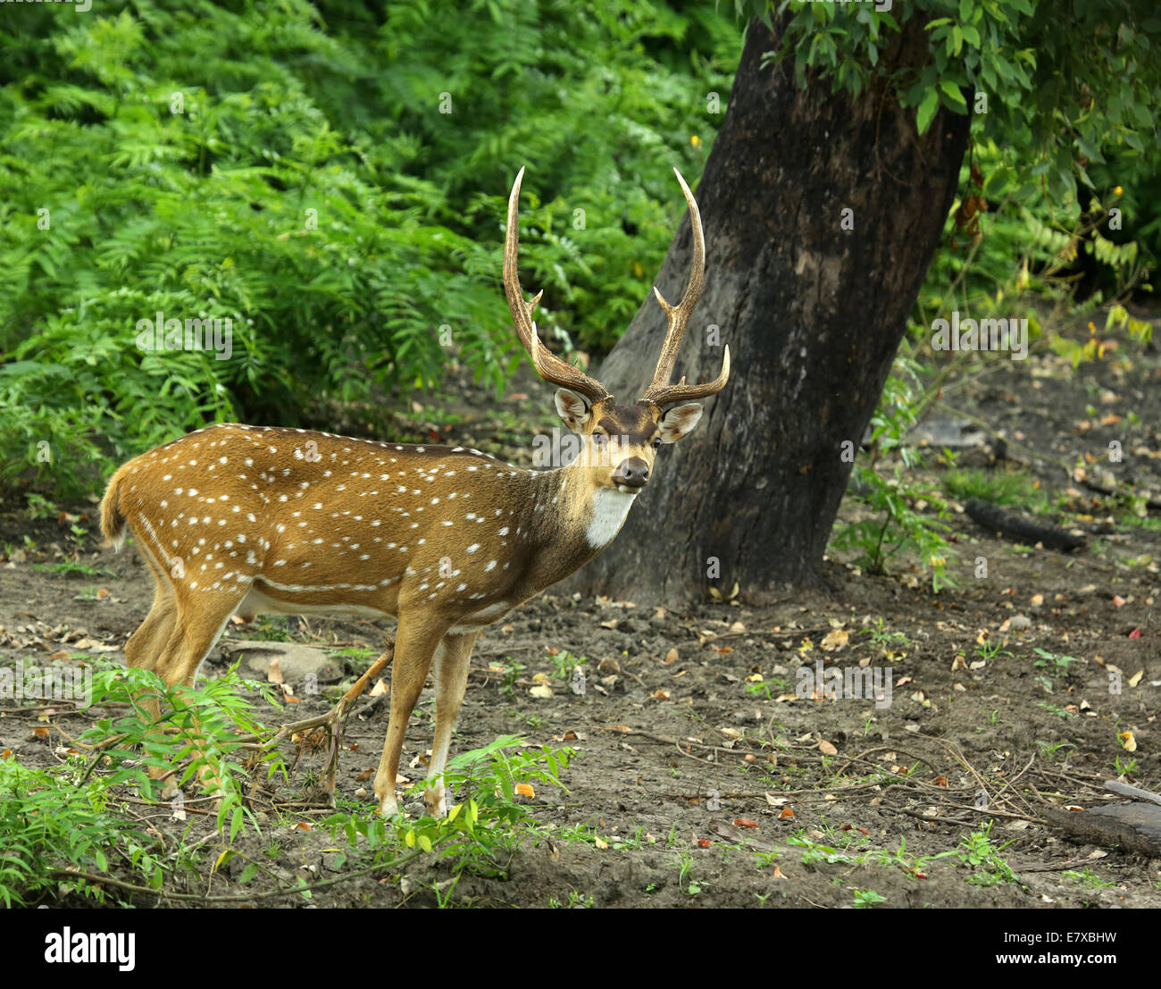 The Spotted Deer is the most commonly found member of the deer family ...