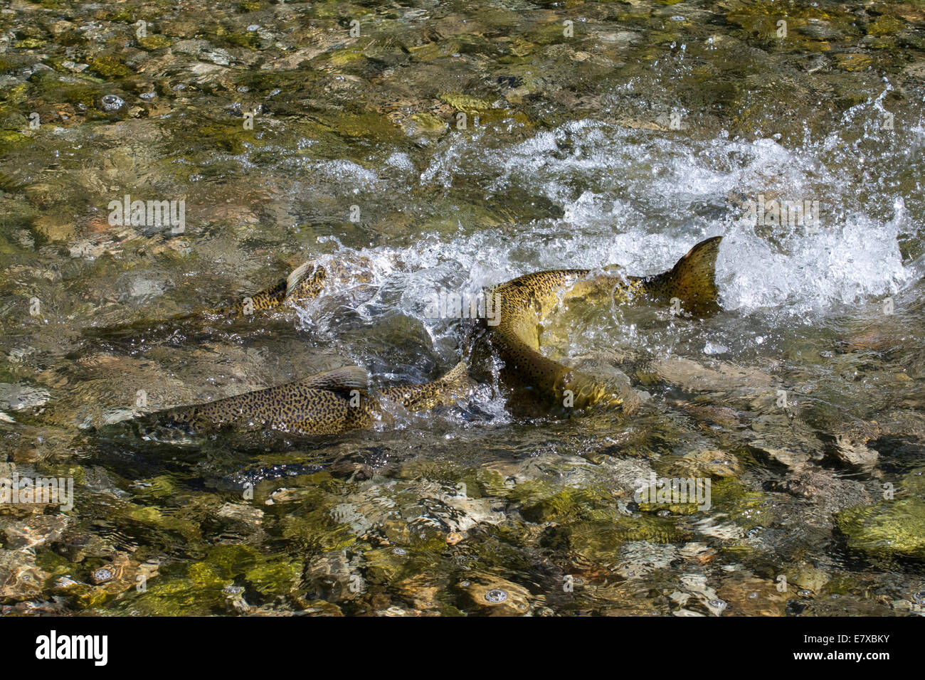 Chinook salmon spawning hi-res stock photography and images - Alamy