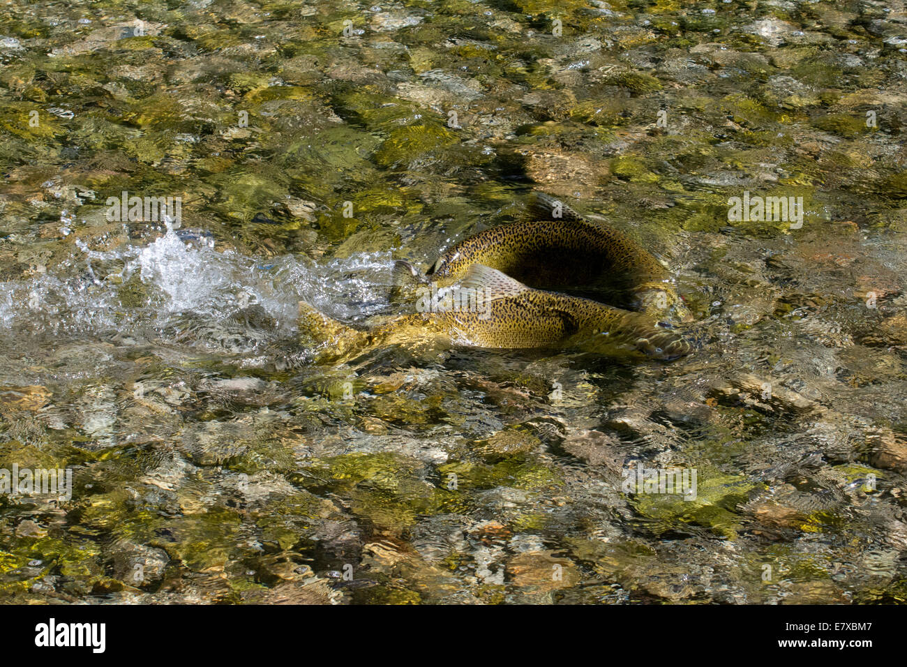 Chinook Salmon spawning Stock Photo - Alamy