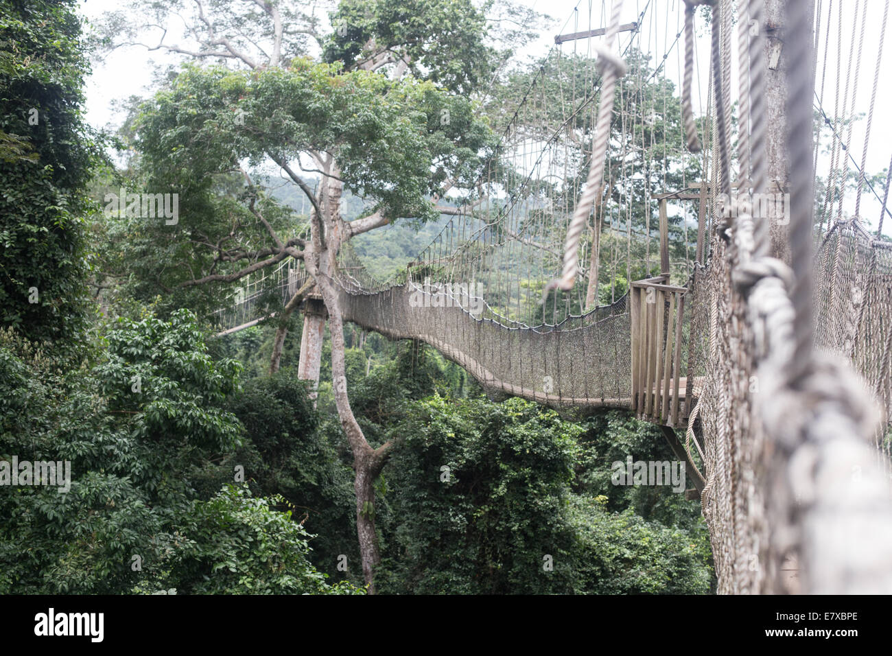 Rope bridge and trees hi-res stock photography and images - Alamy
