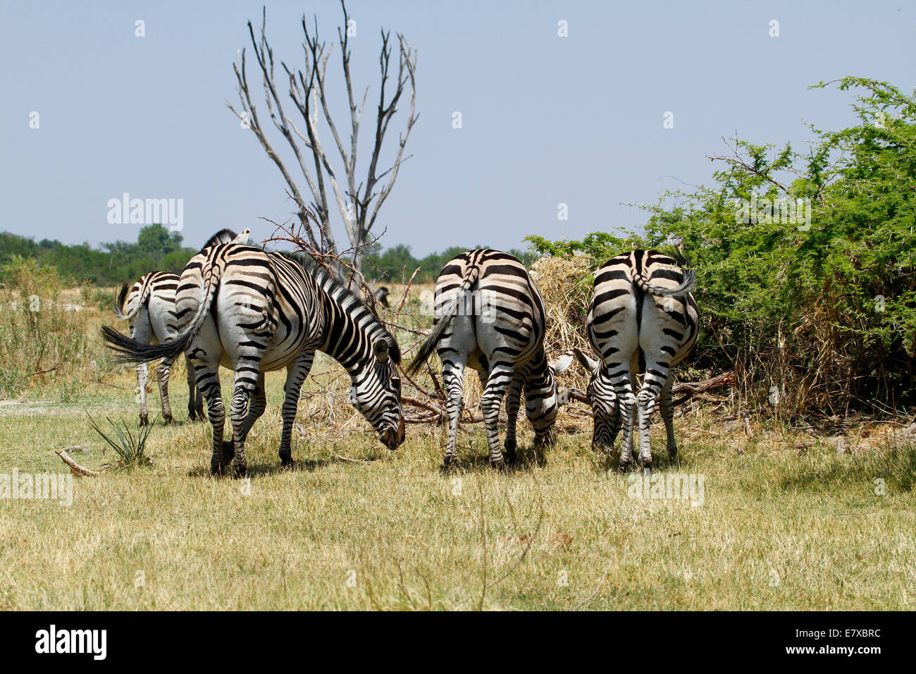 Wild Burchell's zebra in Africa's National park, a lovely safari sight ...