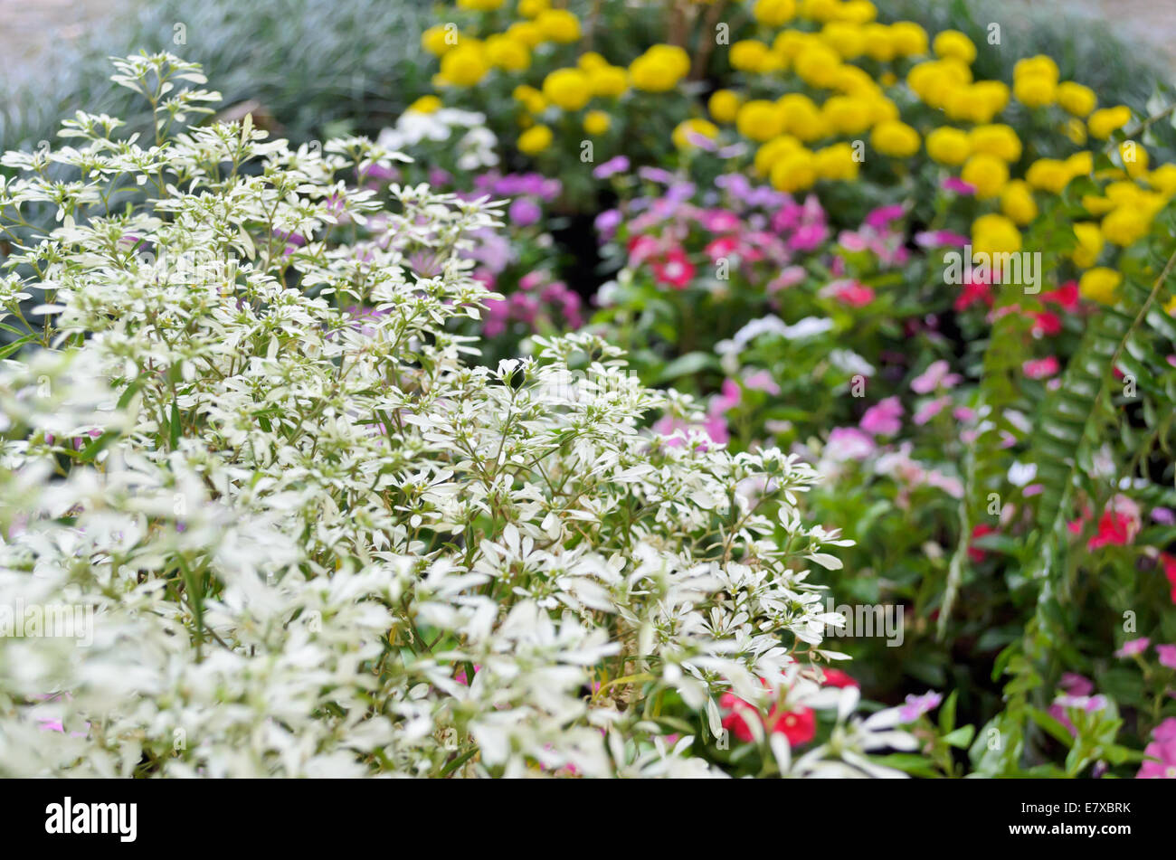 Exotic white flowers in the garden Stock Photo - Alamy