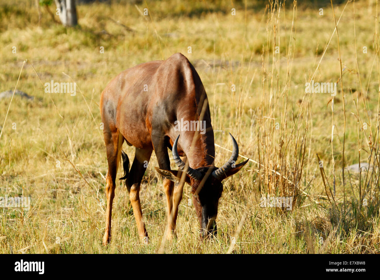 Beautiful Topi bull antelope in Botswana, head down grazing, fine ...