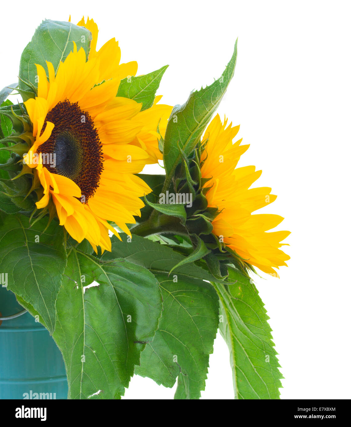 sunflowers close up Stock Photo - Alamy
