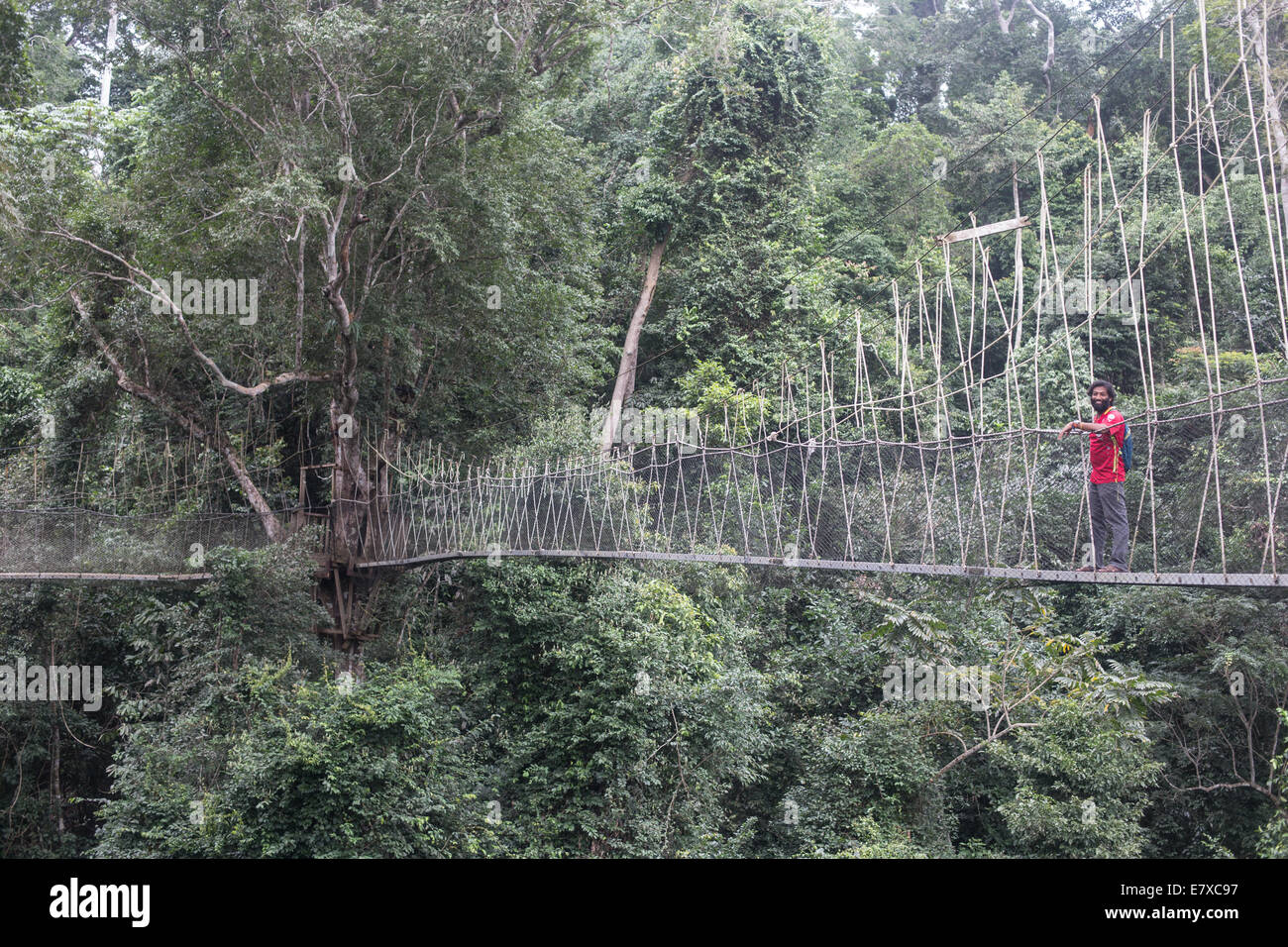 person enjoying walk across rope bridge connecting tropical rainforest ...