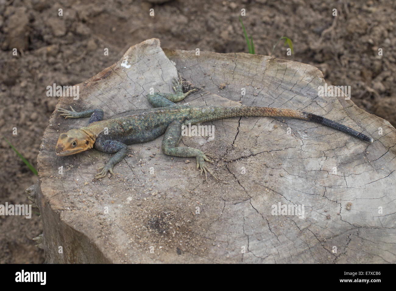lizard on a tree stump in ghana kakum national park Stock Photo - Alamy