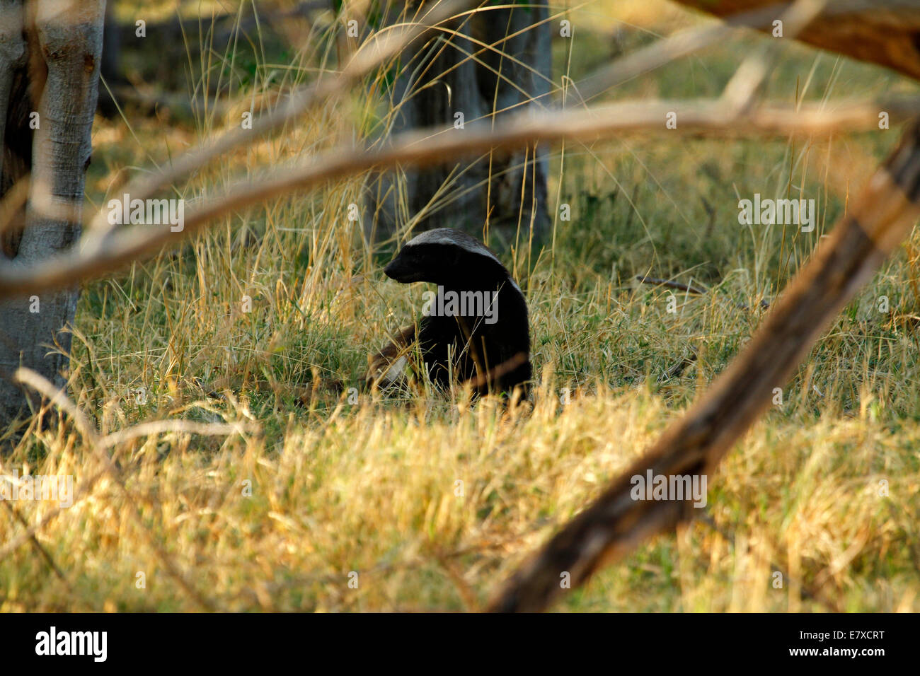 Honey Badger a real tough cookie ferocious defensive & very vicious if ...