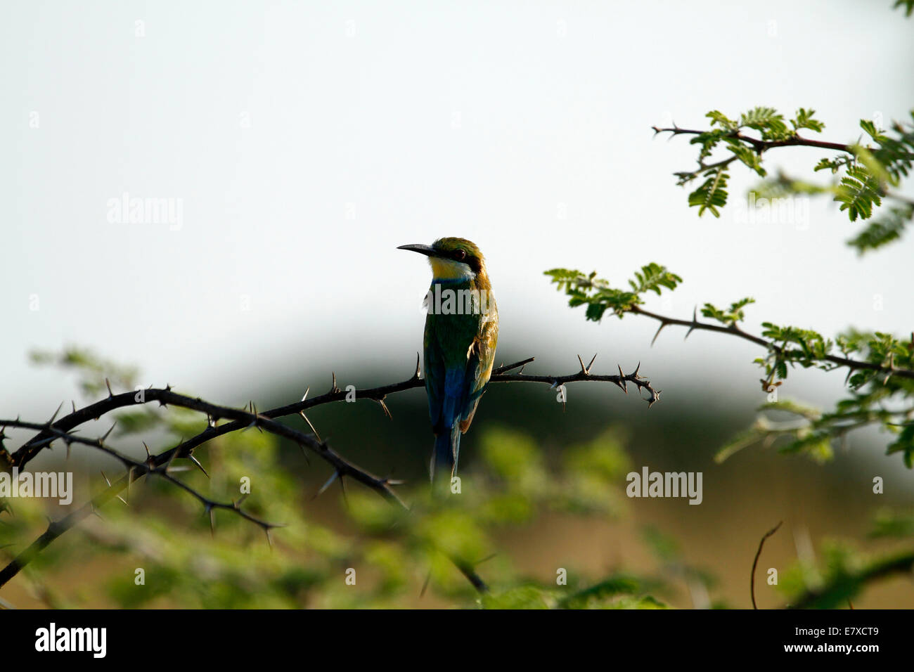 African Bird life, European Roller perched on an Acacia thorn bush ...