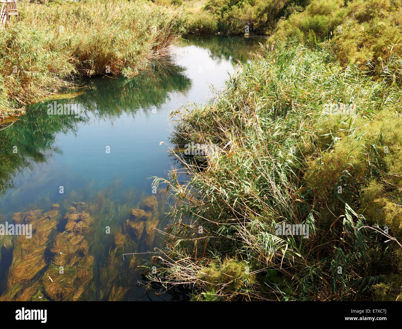 Water reeds and algae at Almyros river in Heraklion,Crete,Greece ...