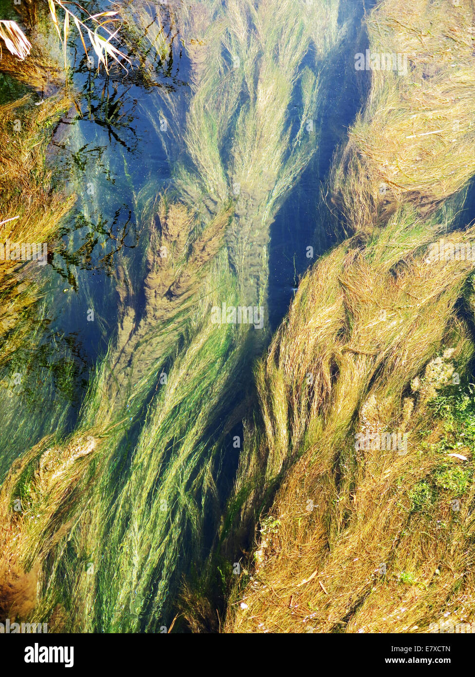 Water reeds and algae at Almyros river in Heraklion,Crete,Greece ...
