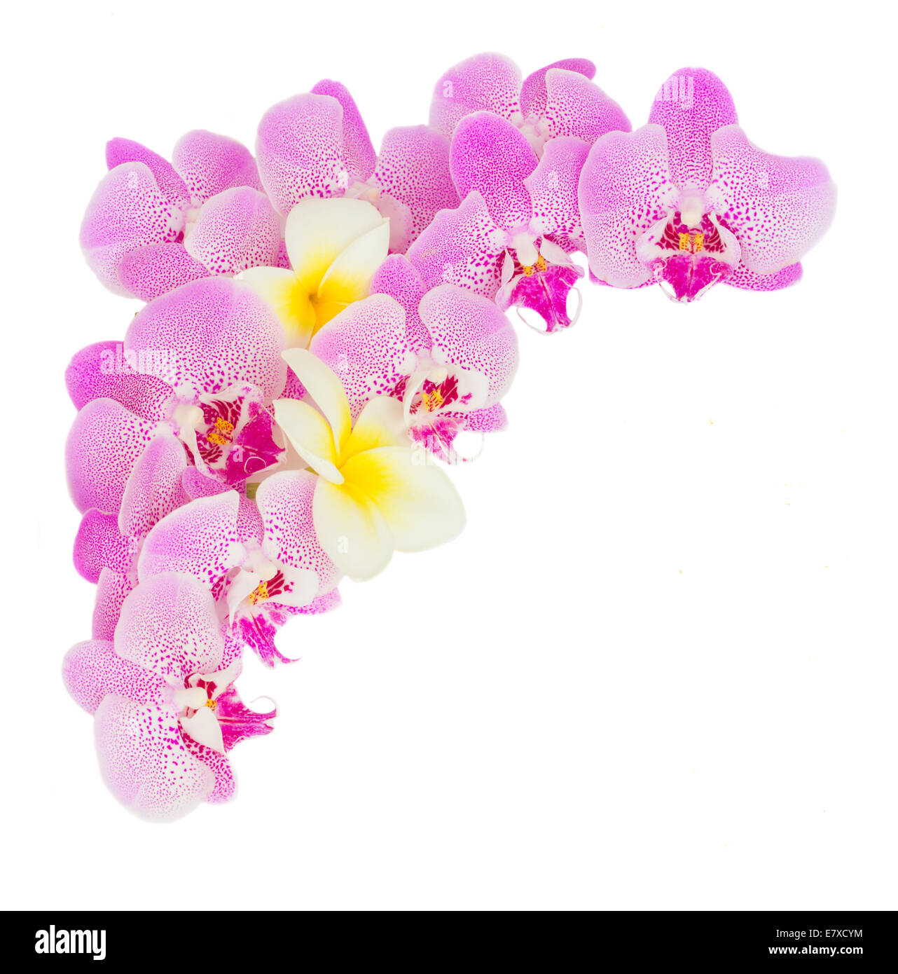 Garden border flowers row Cut Out Stock Images & Pictures - Alamy