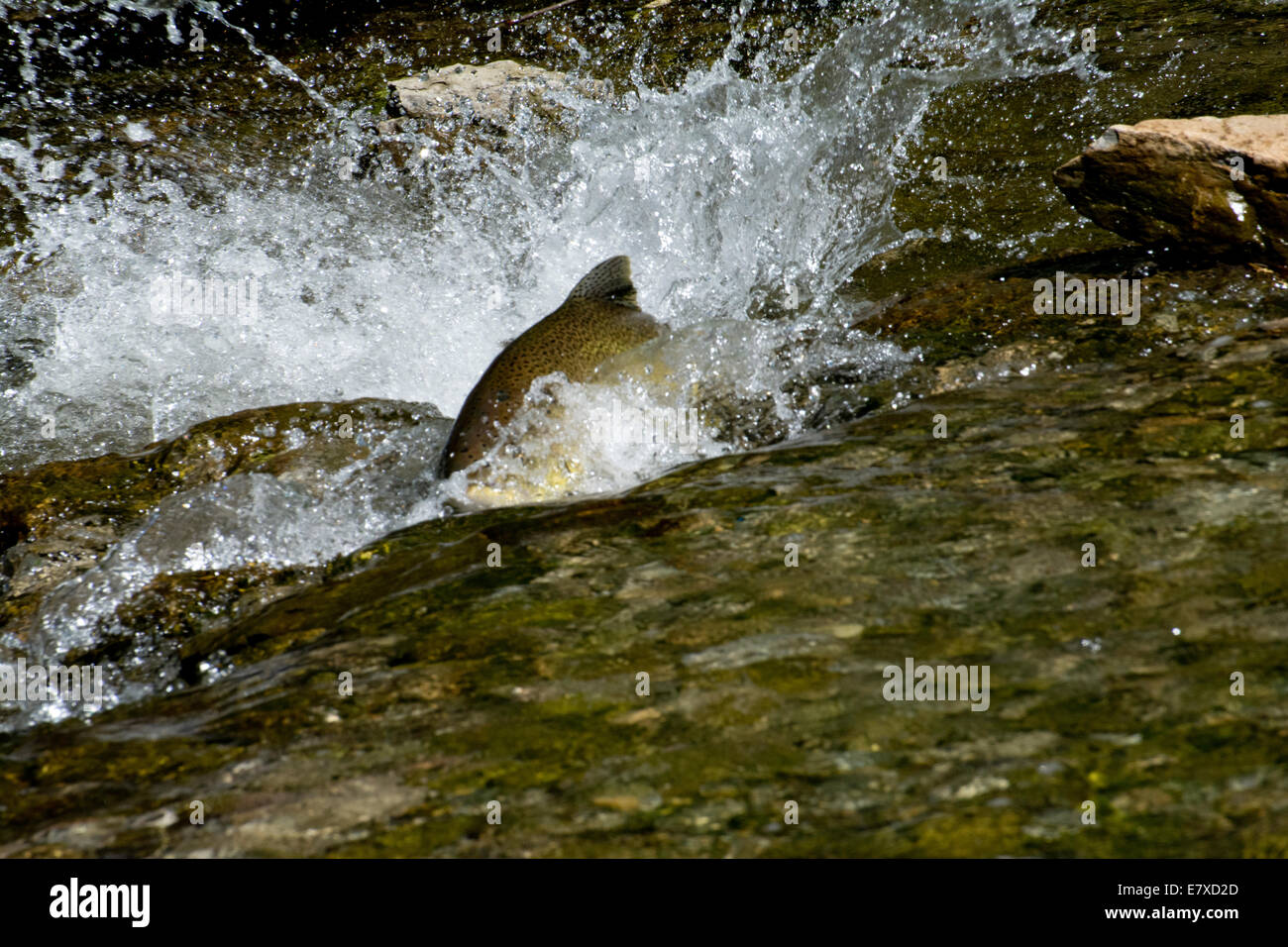 Shallow fish stream hi-res stock photography and images - Alamy