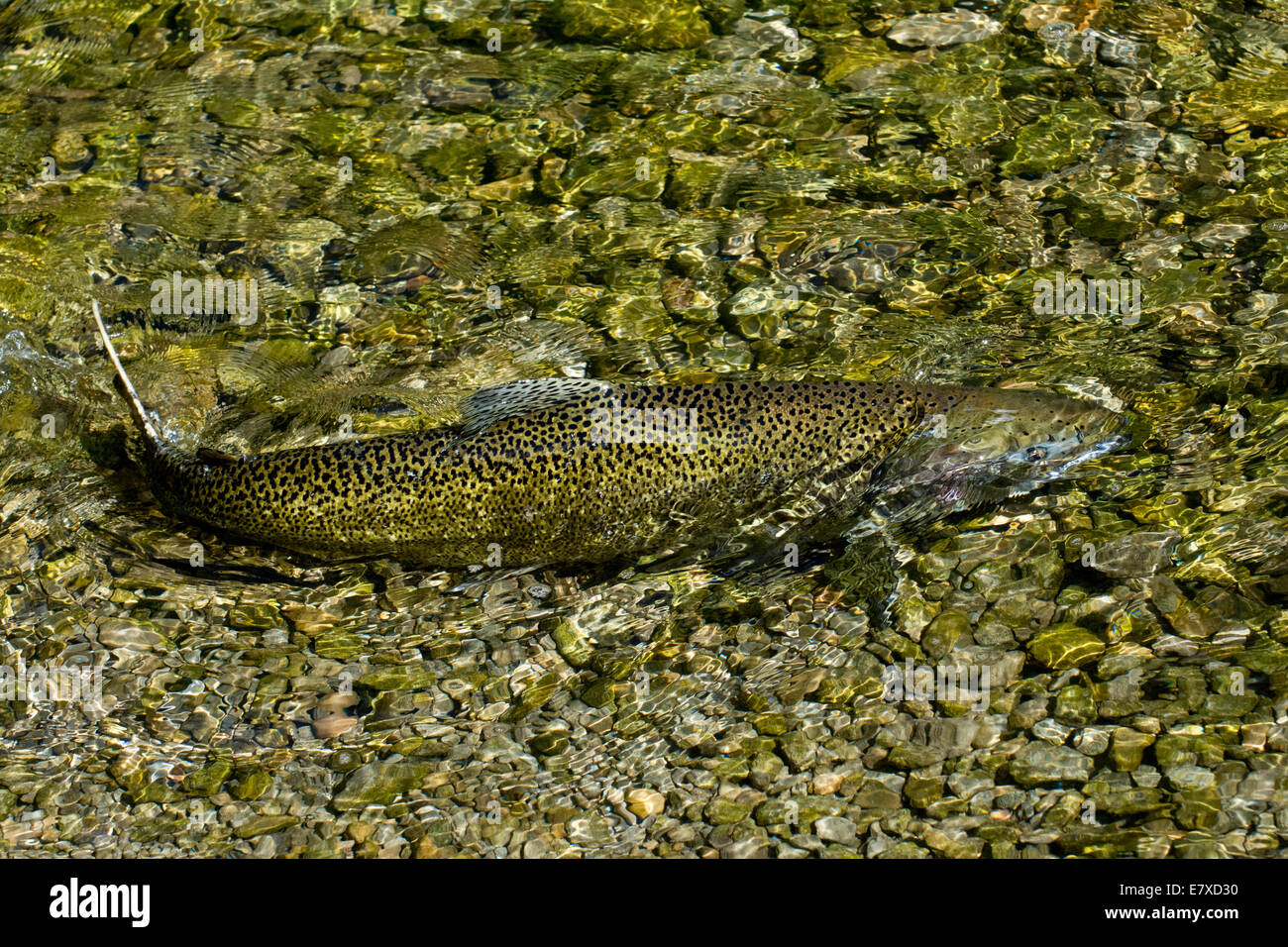 A Chinook Salmon ready to spawn Stock Photo - Alamy