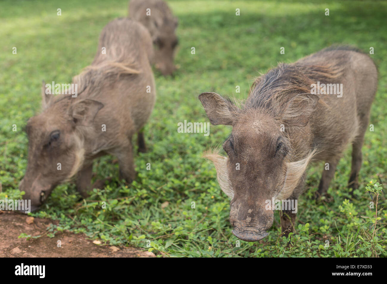 Warthogs hi-res stock photography and images - Alamy