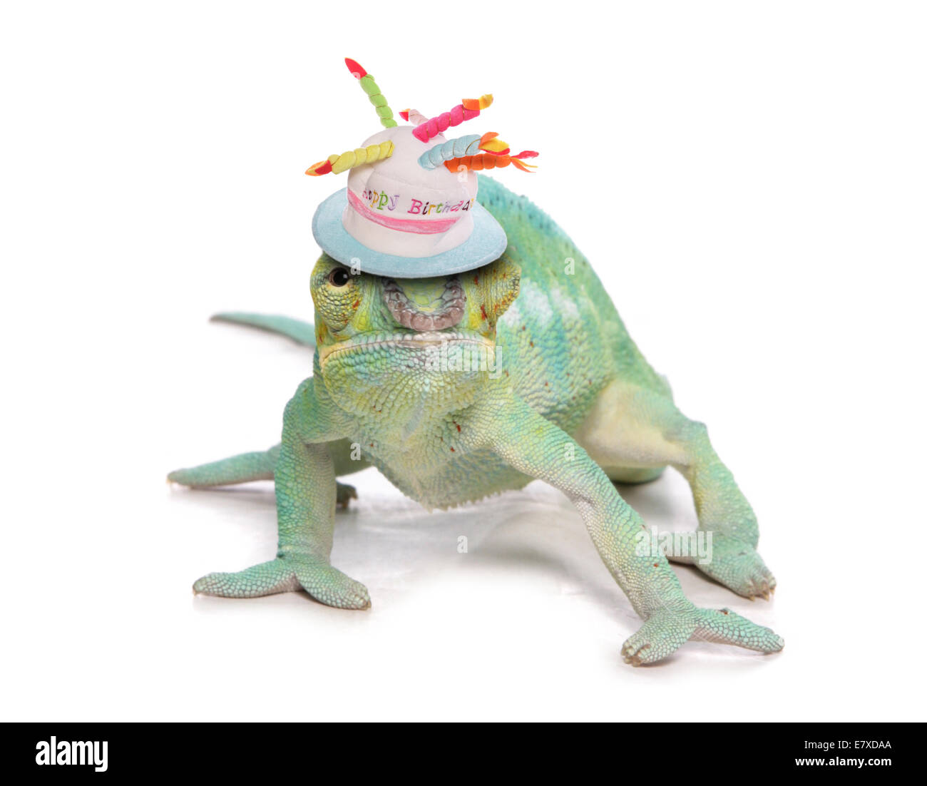 chameleon wearing a birthday hat cutout Stock Photo - Alamy
